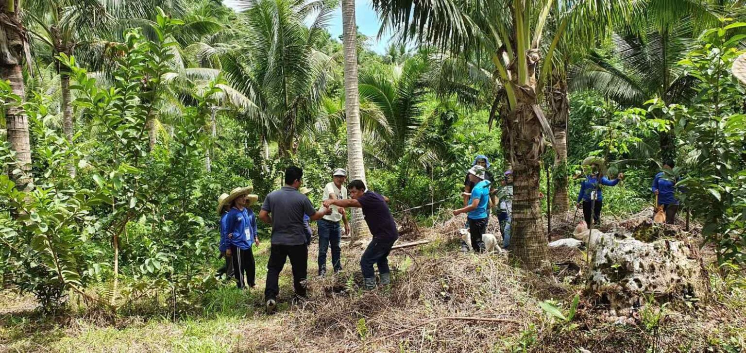 PDRF, partners launch abaca farm school in Catanduanes - Philippine ...